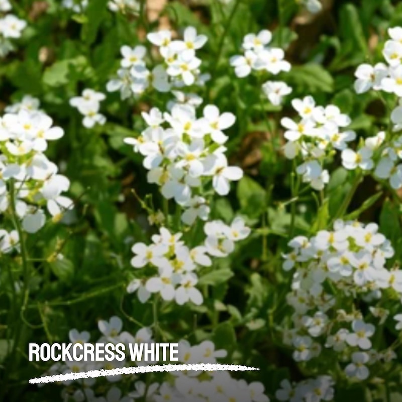 Rockcress - Etsy