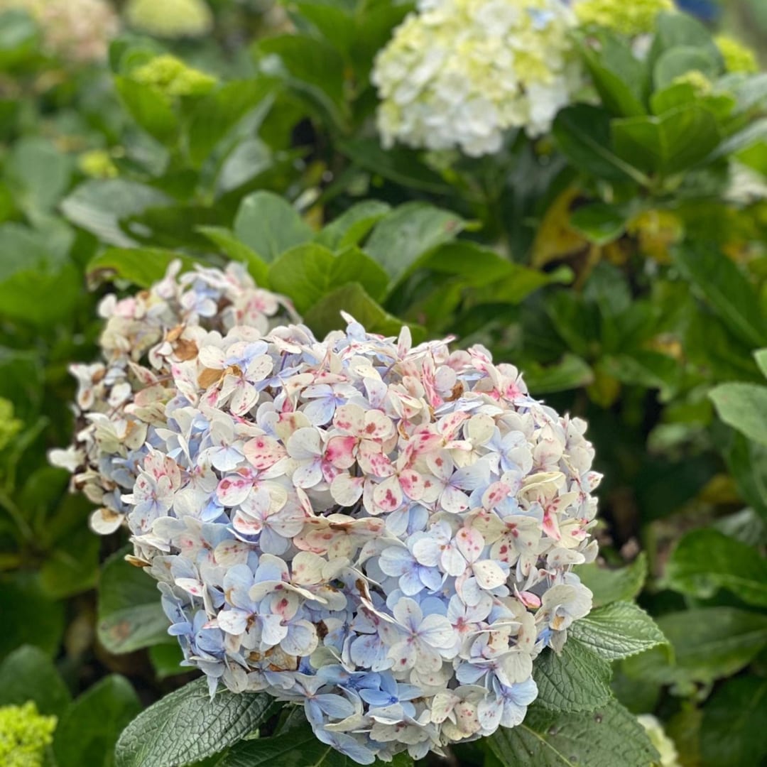 50 Pee Gee Hydrangea Seeds | White to Pink Panicle Blooms - Etsy