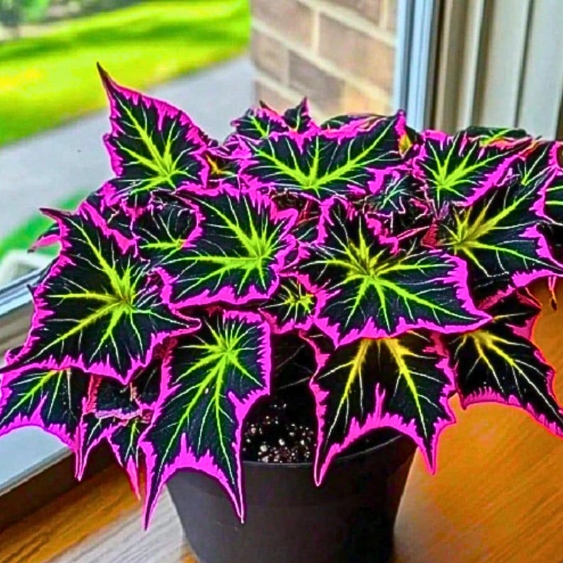 100 Giant Exhibition Coleus Seeds | Complete Color Mix | Colorful ...