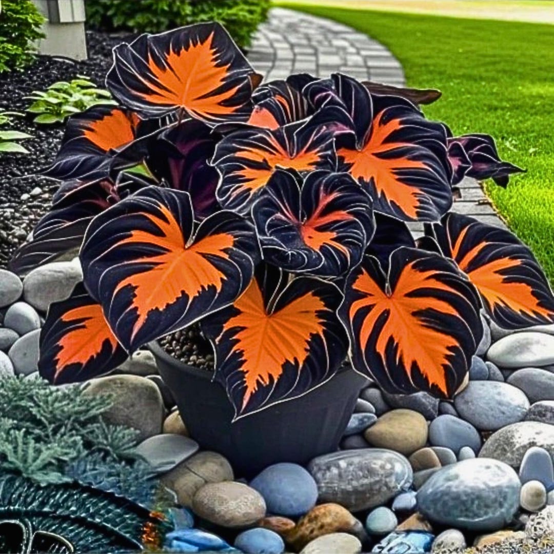 100 Caladium Seeds – Heirloom Varieties for Shade Gardens & Pots ...
