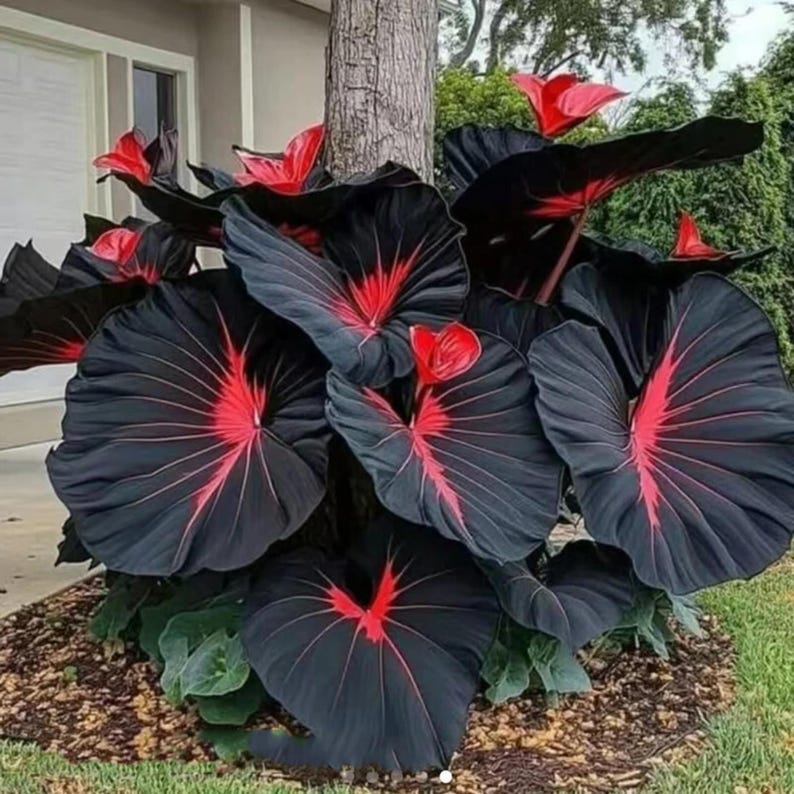 100 Black-red Caladium Seeds: Rare Colorful Foliage, Perennial Bonsai ...