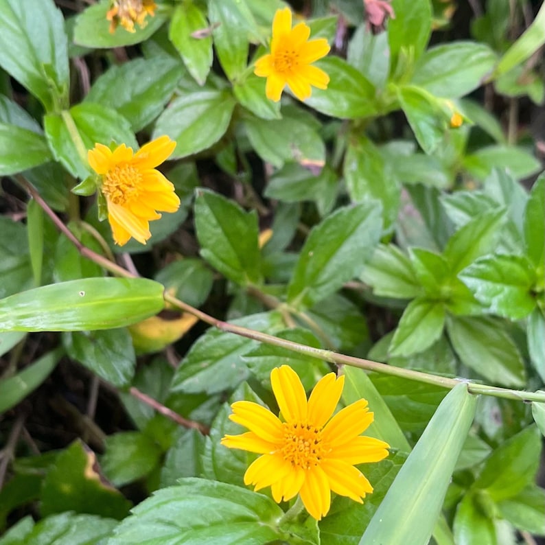 12 Wedelia Seeds | Sphagneticola Trilobata | Ground Cover Plant ...