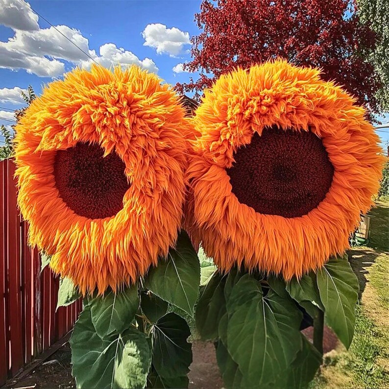 50 Giant Teddy Bear Sunflower Seeds | Fluffy Double Bloom Heirloom ...