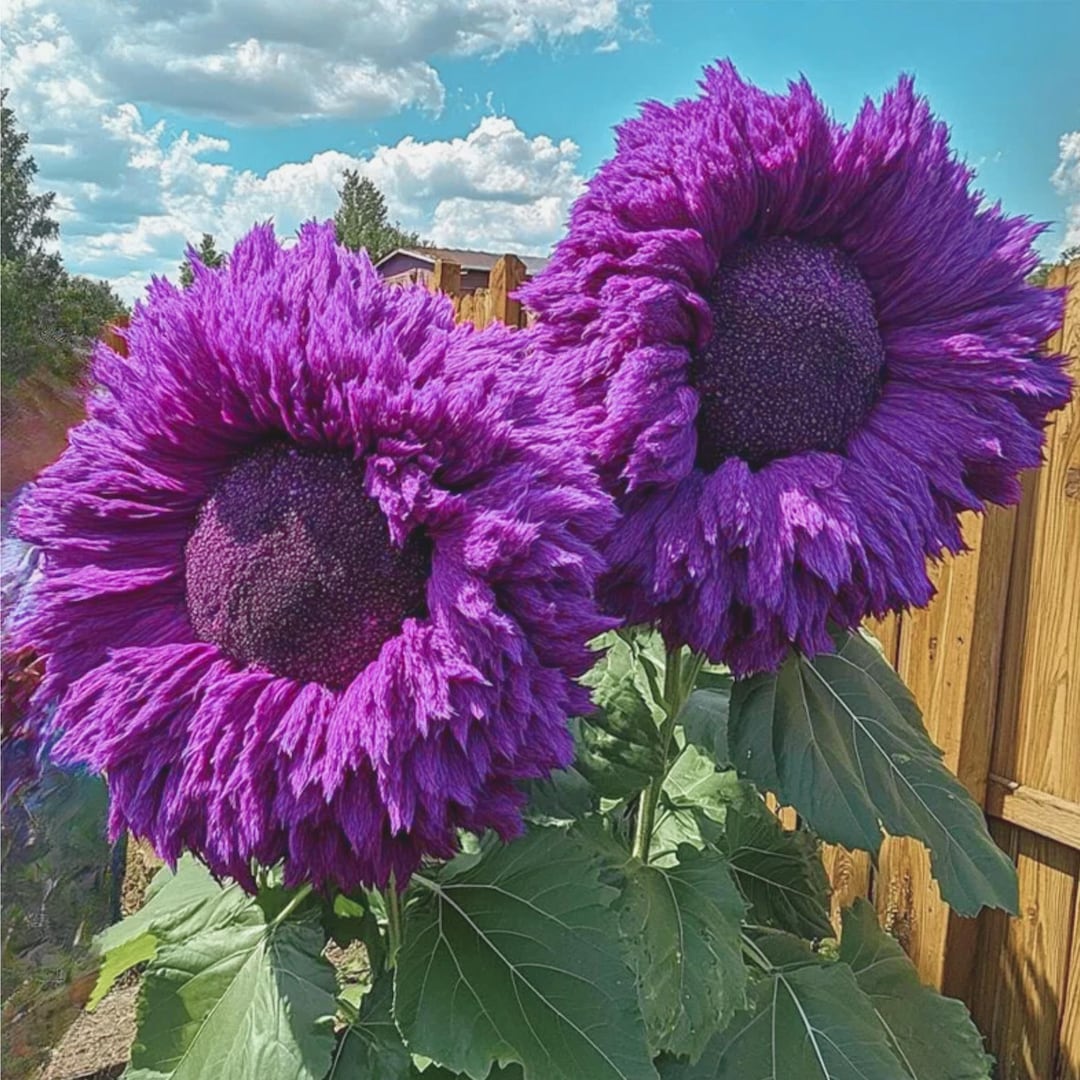 45 Purple Giant Teddy Bear Sunflower Seeds | Rare Heirloom Variety - Etsy