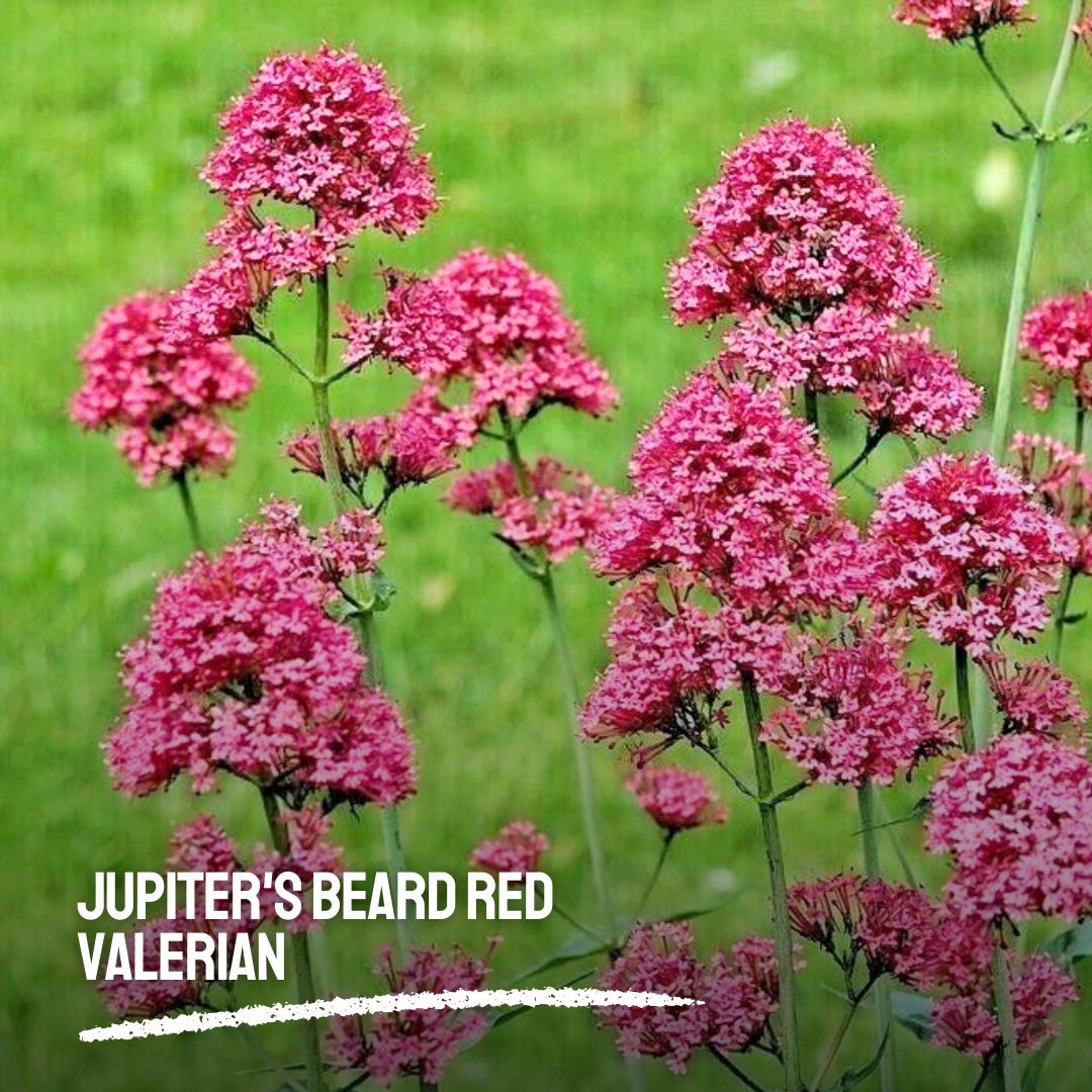 50 Jupiter’s Beard Seeds Red Valerian | Centranthus Ruber | Bee ...