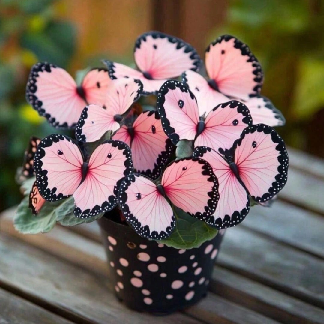 50 Moonlight Butterfly Begonia Seeds: Rare Pink Flower Variety - Etsy