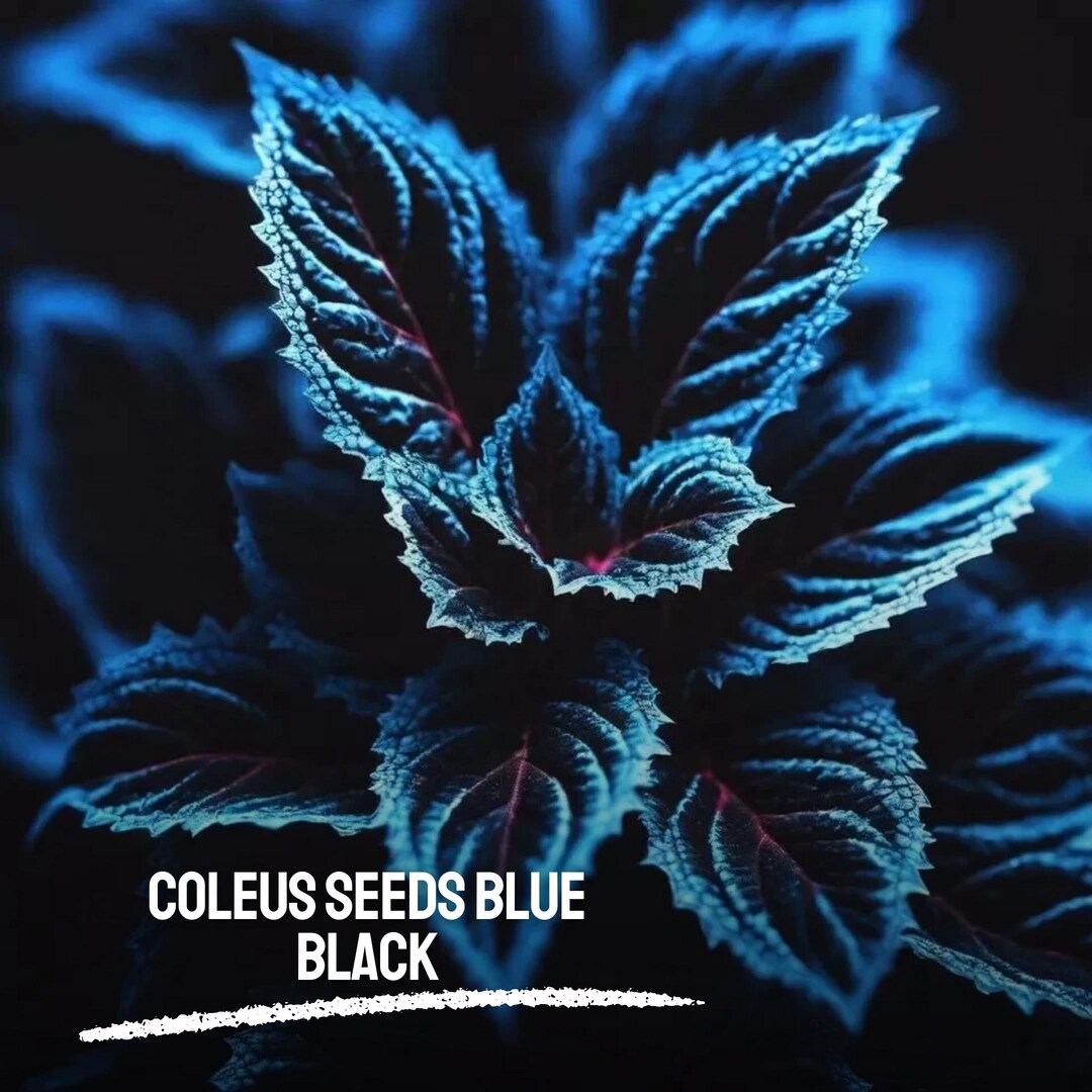 20 Coleus Seeds Rare Blue, Black, and Green Foliage Unique Garden ...