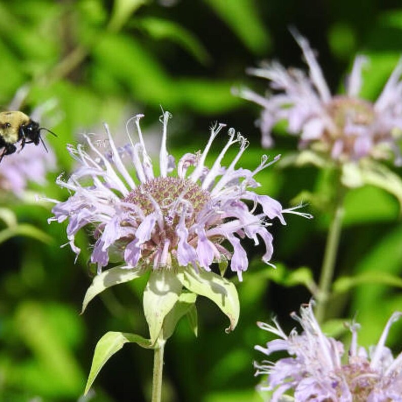 20 Bergamot Monarda Seeds: Spring Mix, Heirloom Bee Balm - Etsy