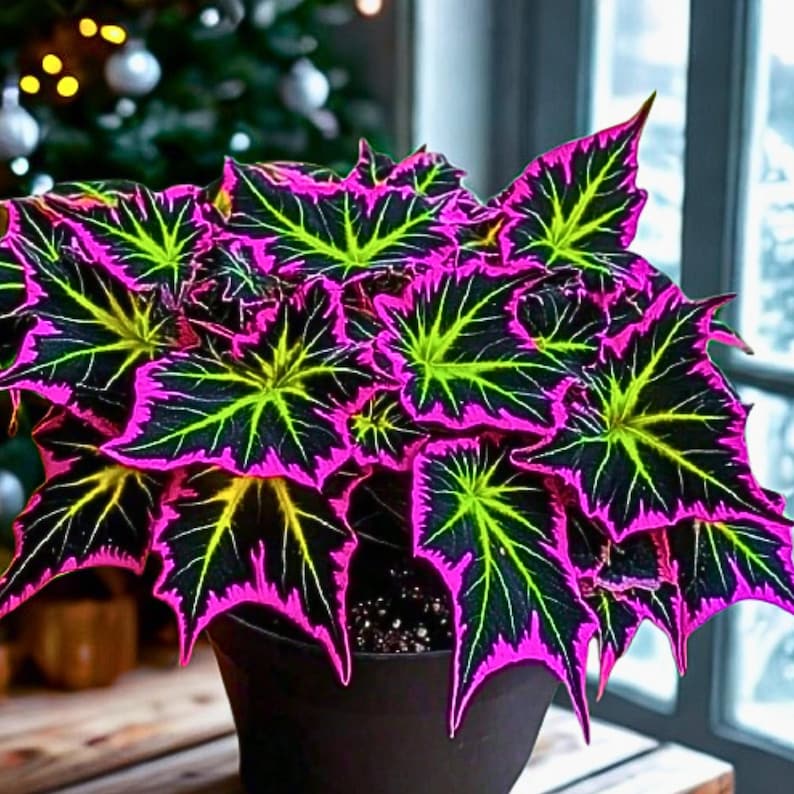 100 Giant Exhibition Coleus Seeds | Complete Color Mix | Colorful ...