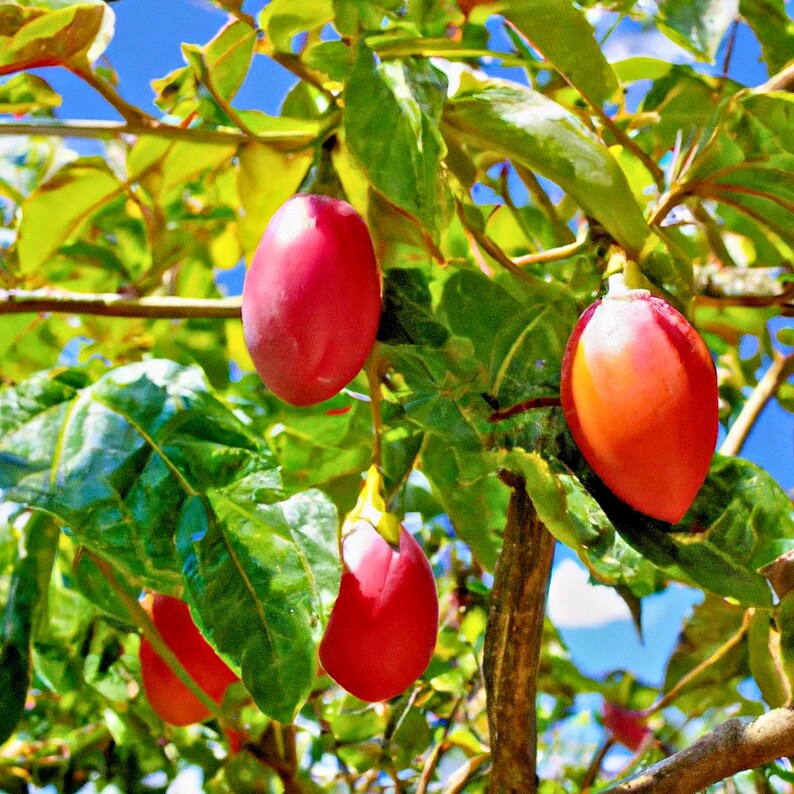 10 Tamarillo Seeds, Tomato Tree (cyphomandra Betacea) USA Seller, FAST ...