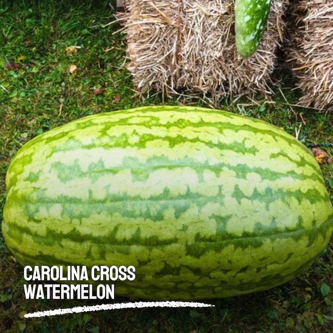 50 Carolina Cross Watermelon Seeds – Giant Heirloom Variety – Sweet Red ...
