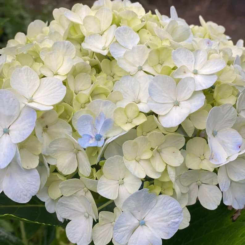 50 Pee Gee Hydrangea Seeds | Hydrangea Paniculata | White to Pink ...