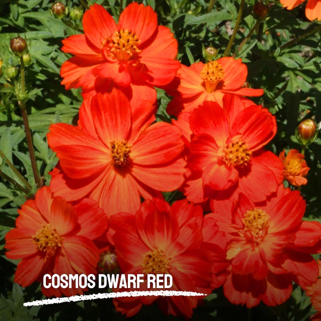 200 Dwarf Red Cosmos Seeds: Compact Heirloom Annual Flowers - Etsy