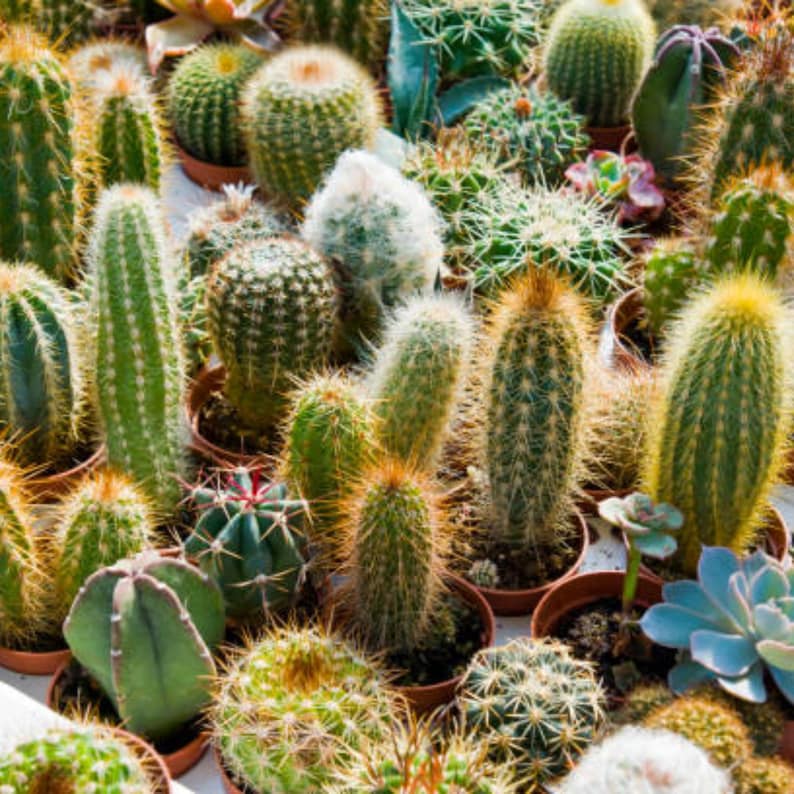 50 Hardy Exotic Cactus Seeds Mix Rare Succulent Variety Drought ...