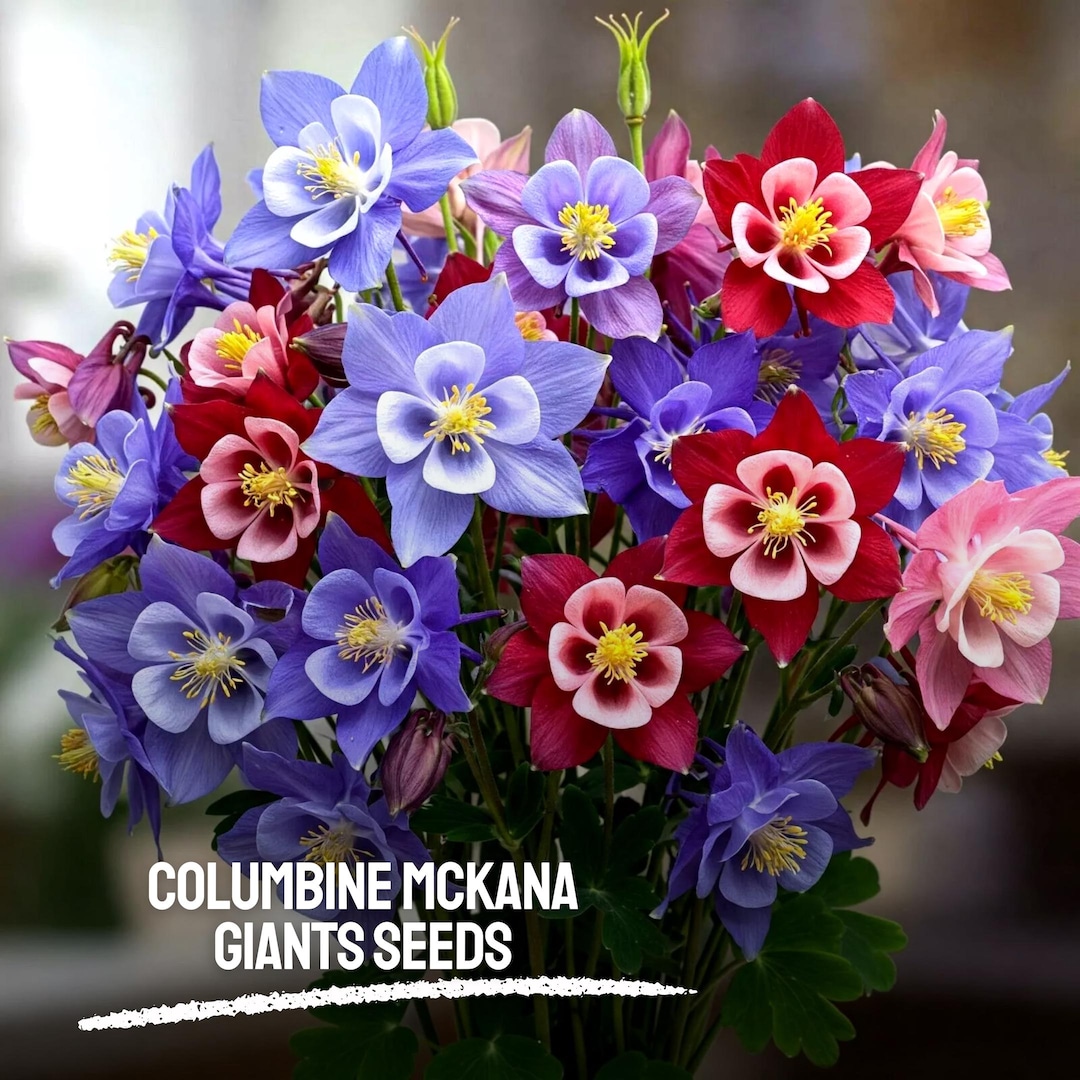 400 Mckana Giants Columbine Seeds: Heirloom Perennial Flowers, Mixed ...