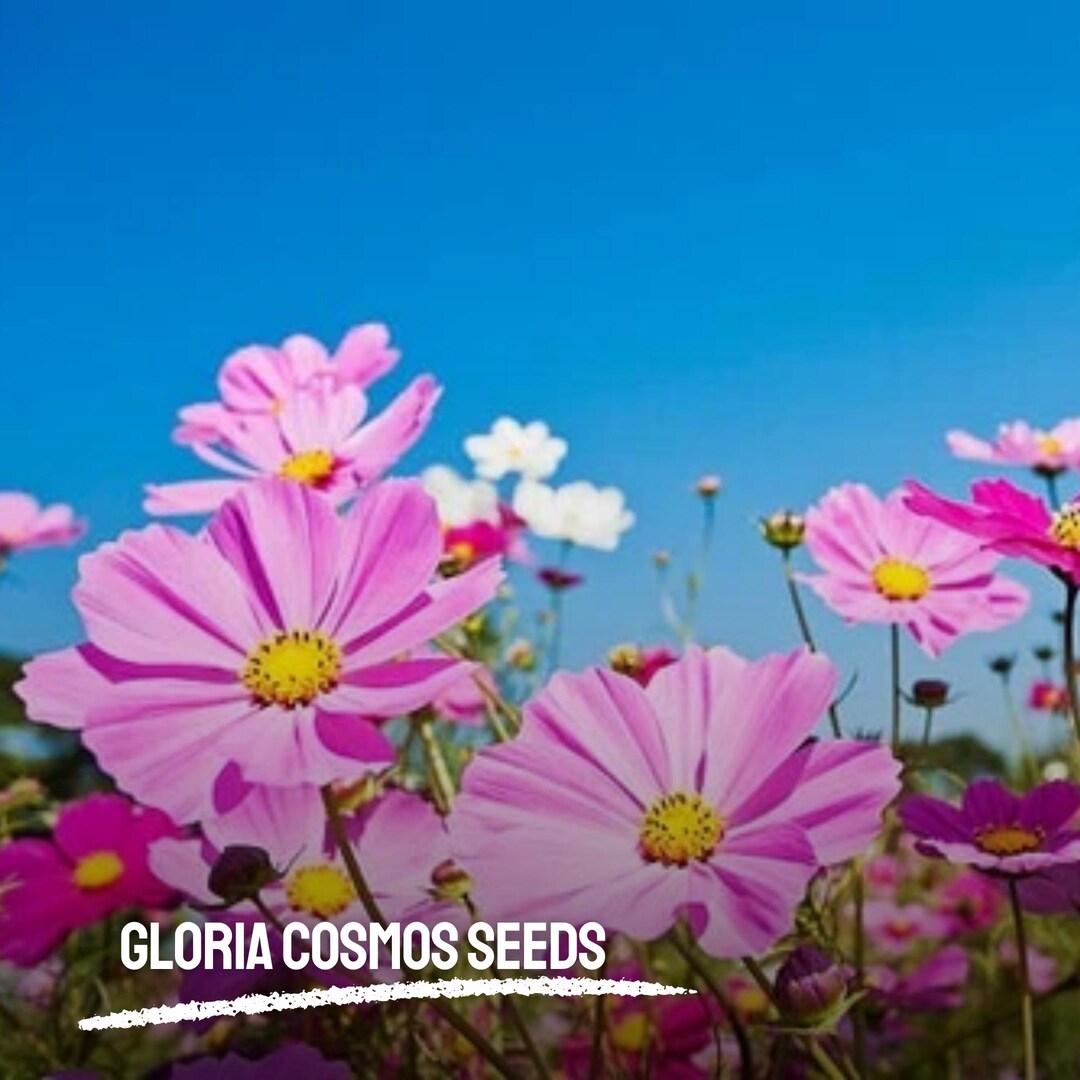 100 Gloria Cosmos Seeds: Heirloom Non-gmo Flower Seeds for Pollinators ...