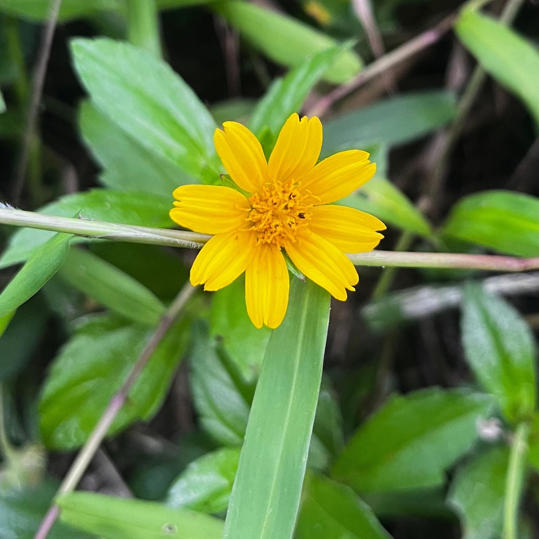 12 Wedelia Seeds | Sphagneticola Trilobata | Ground Cover Plant ...