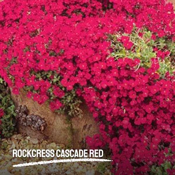 Rockcress - Etsy
