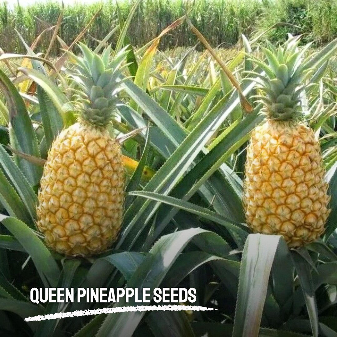 15 Seeds Queen Pineapple Seeds: Rare Tropical Fruit, Exotic Garden - Etsy