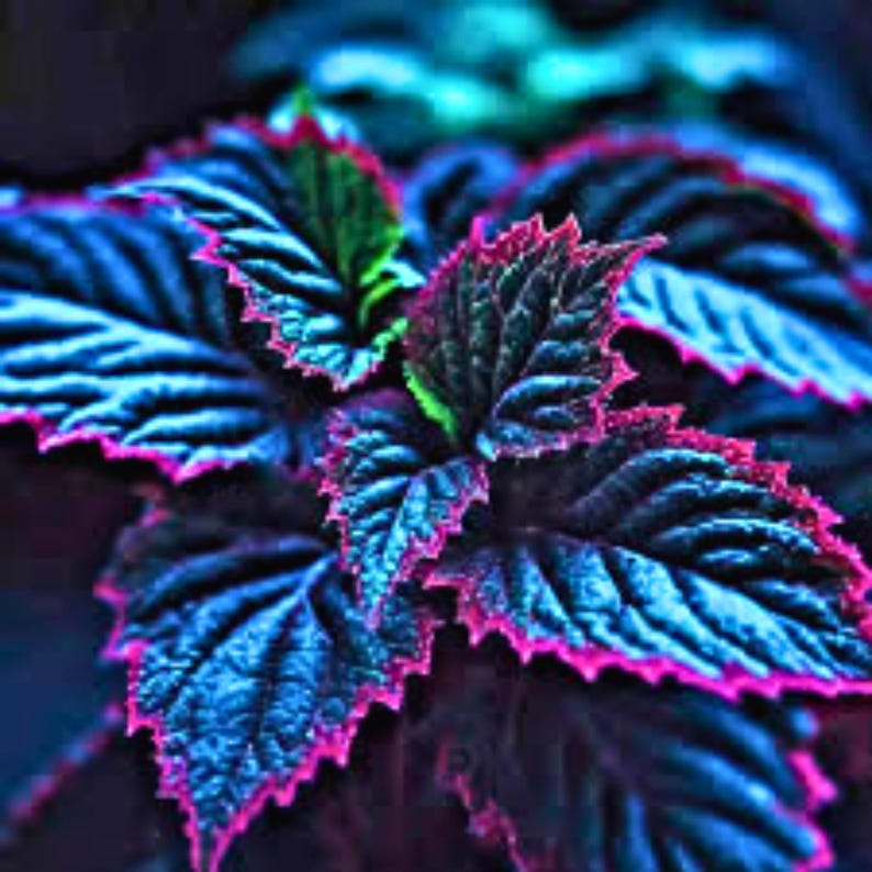 20 Coleus Seeds Rare Blue, Black, and Green Foliage Unique Garden ...
