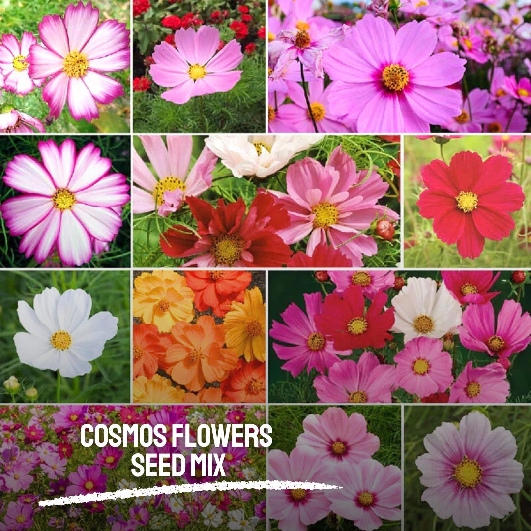 70 Cosmos Flower Seed Mix: Heirloom Non-gmo Garden Blooms - Etsy