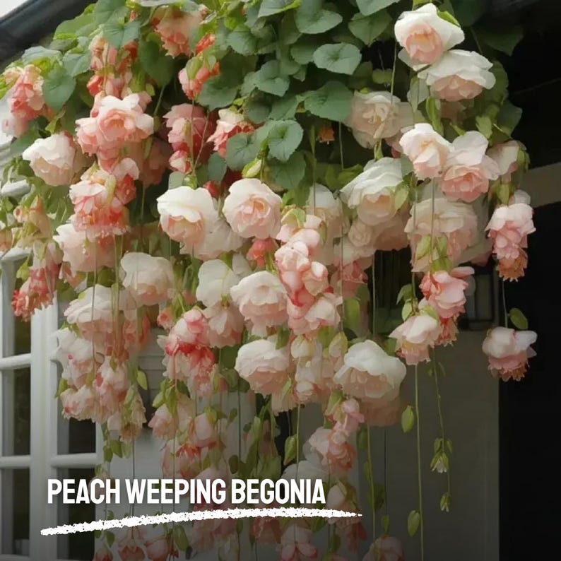 25 Peach Weeping Begonia Seeds: Rare Heirloom Hanging Flower NON-GMO ...