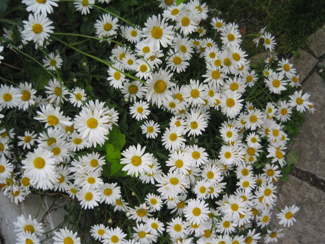 Daisy PDF Knitted Felted Bag Pattern - Etsy