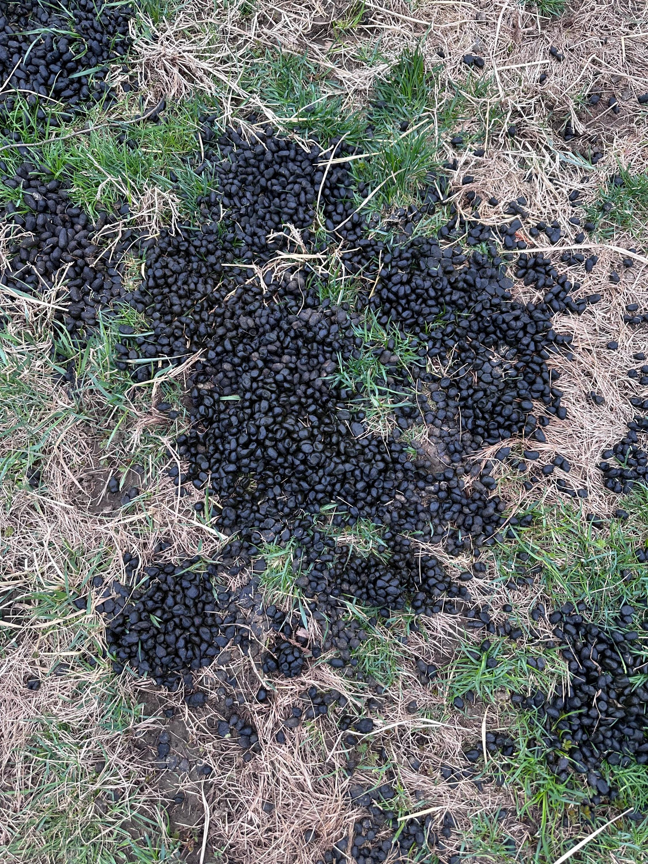 FRESH Alpaca Poop Poo Fertilizer - Etsy