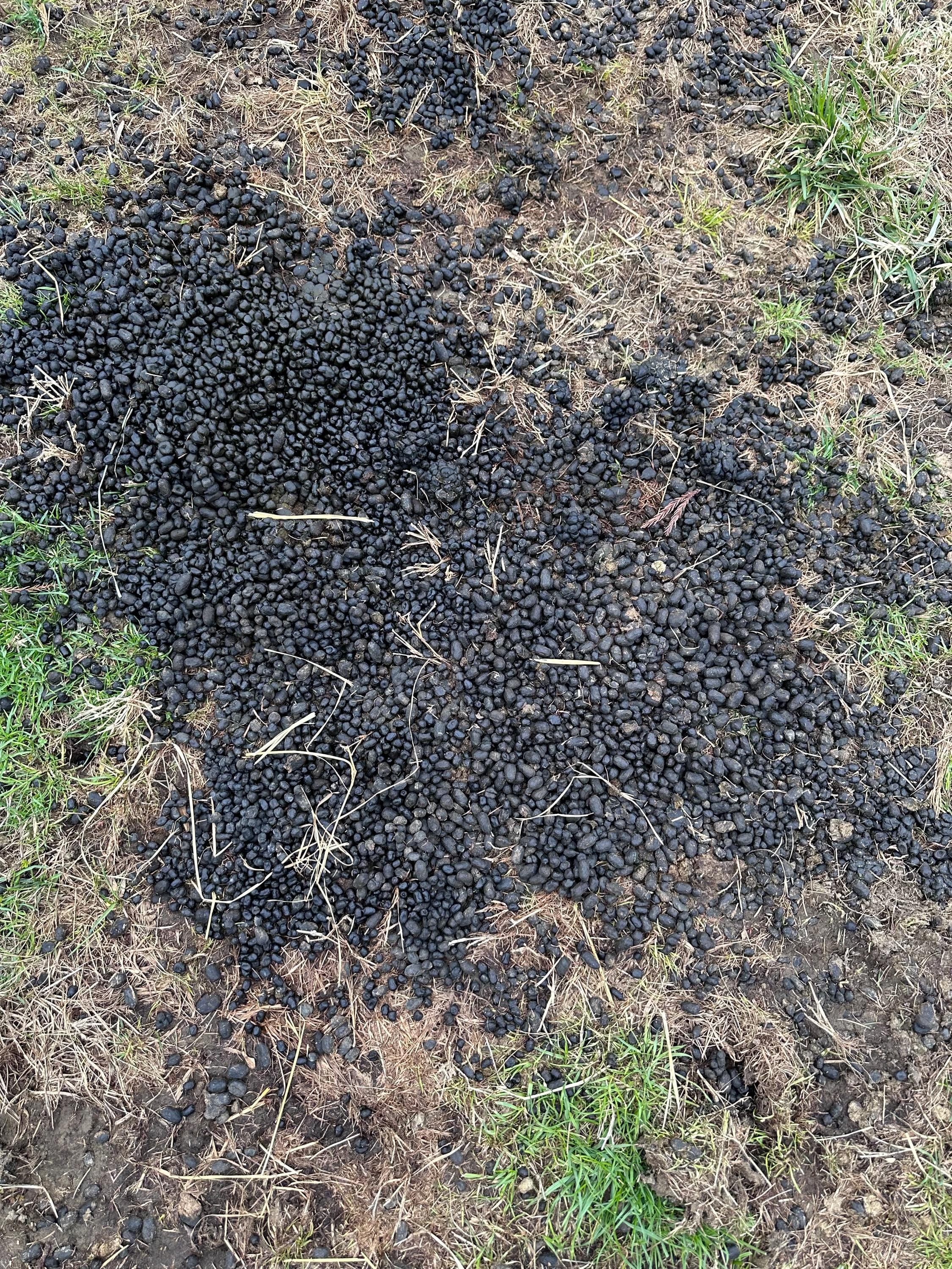 FRESH Alpaca Poop Poo Fertilizer - Etsy