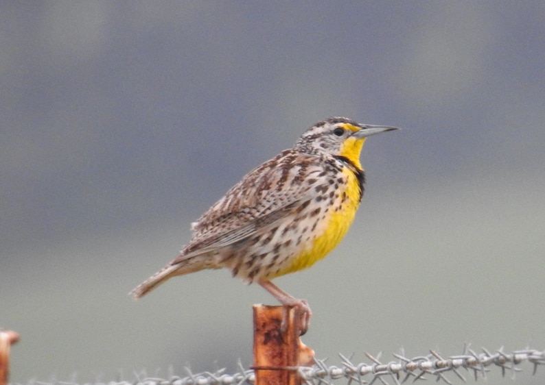 Eastern Meadowlark Photo Digital Print, Bird Wildlife Photography ...