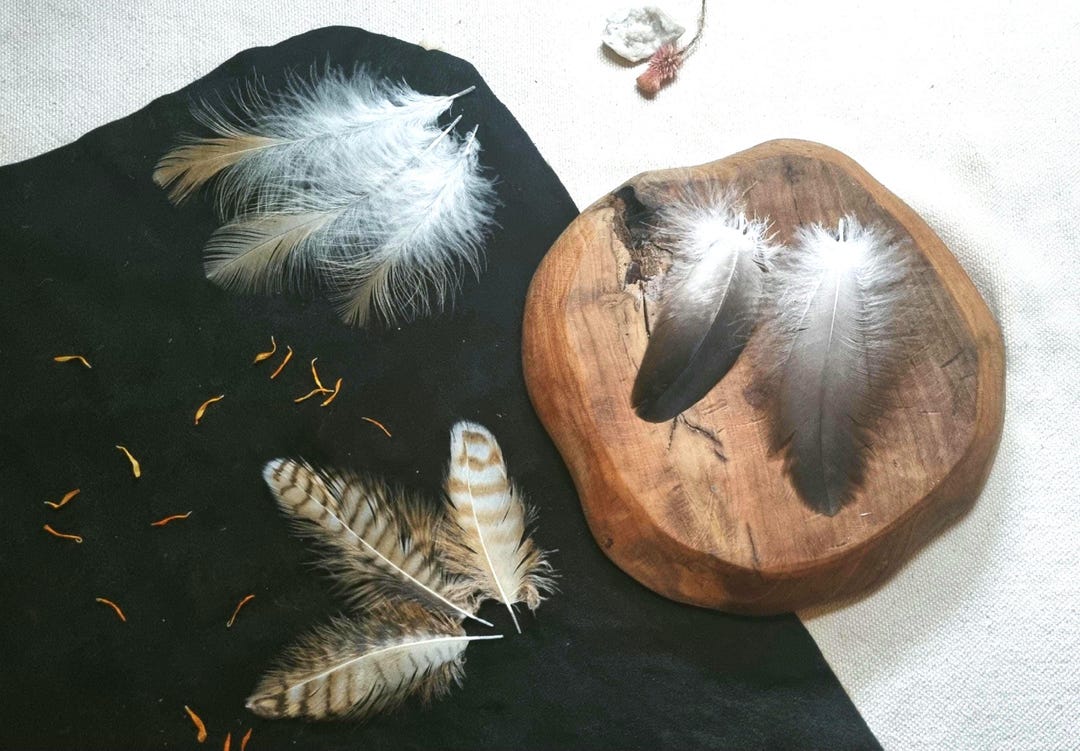 Rare Feather Set, BOP Craft Feathers, Natural Molt Feathers, Ethically ...