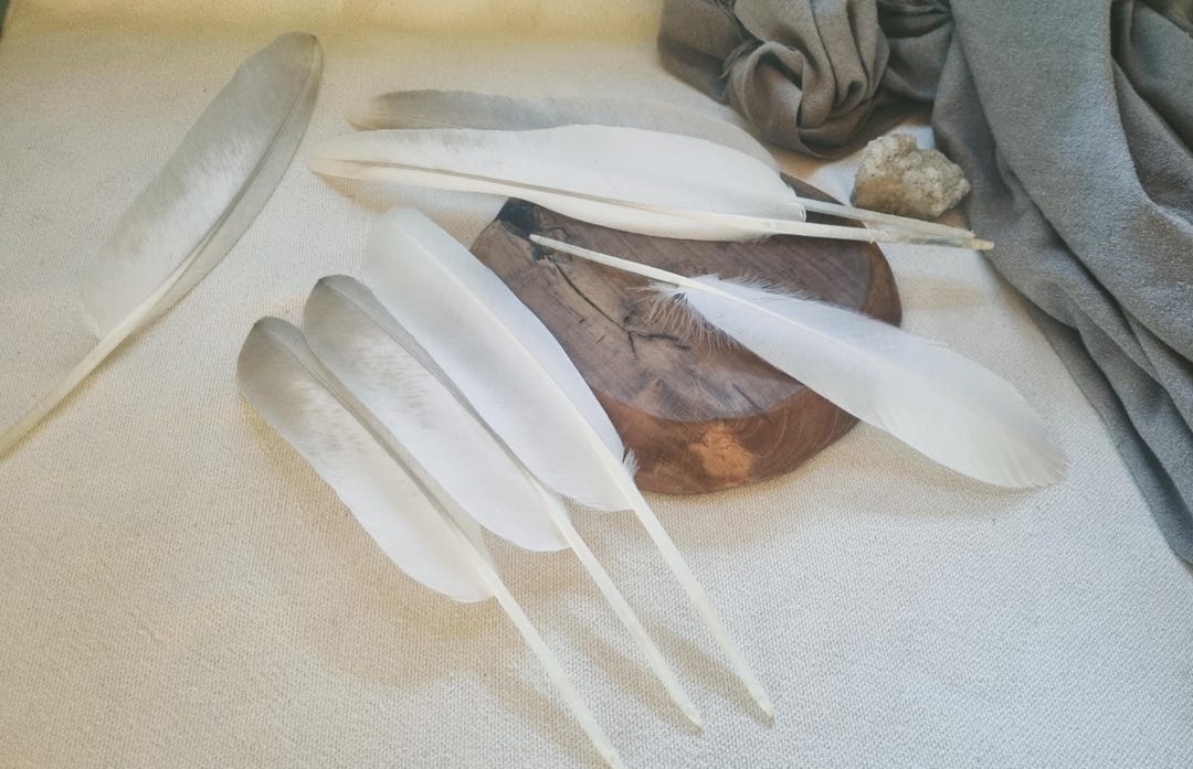 One White Feather, Natural Molt Mute Swan Feathers Ethically Sourced ...