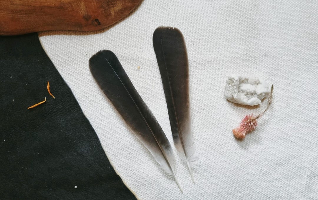 Blue Jay Tail Feather Set, Natural Molt Feathers Ethically Sourced ...