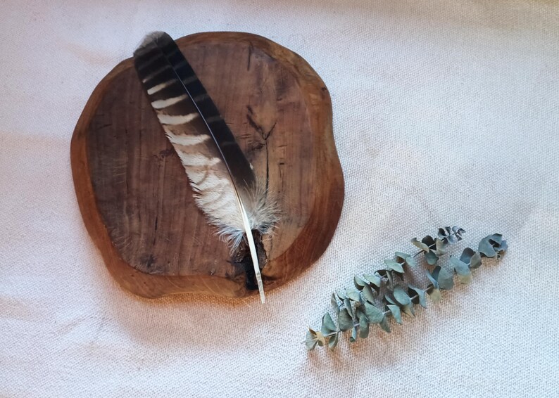Rare Owl Wing Feather: Ethically Sourced Natural Molt Feather - Etsy
