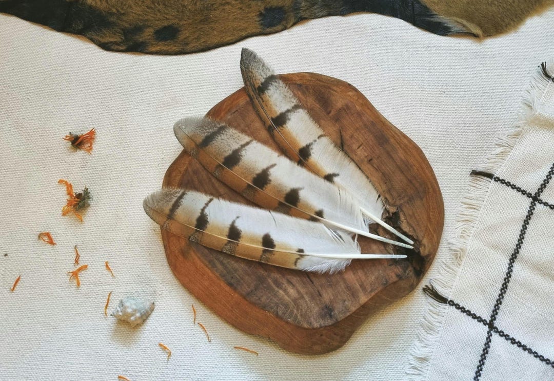 One Wing Feather, Natural Molt Owl Feathers Ethically Sourced, Cleansed ...