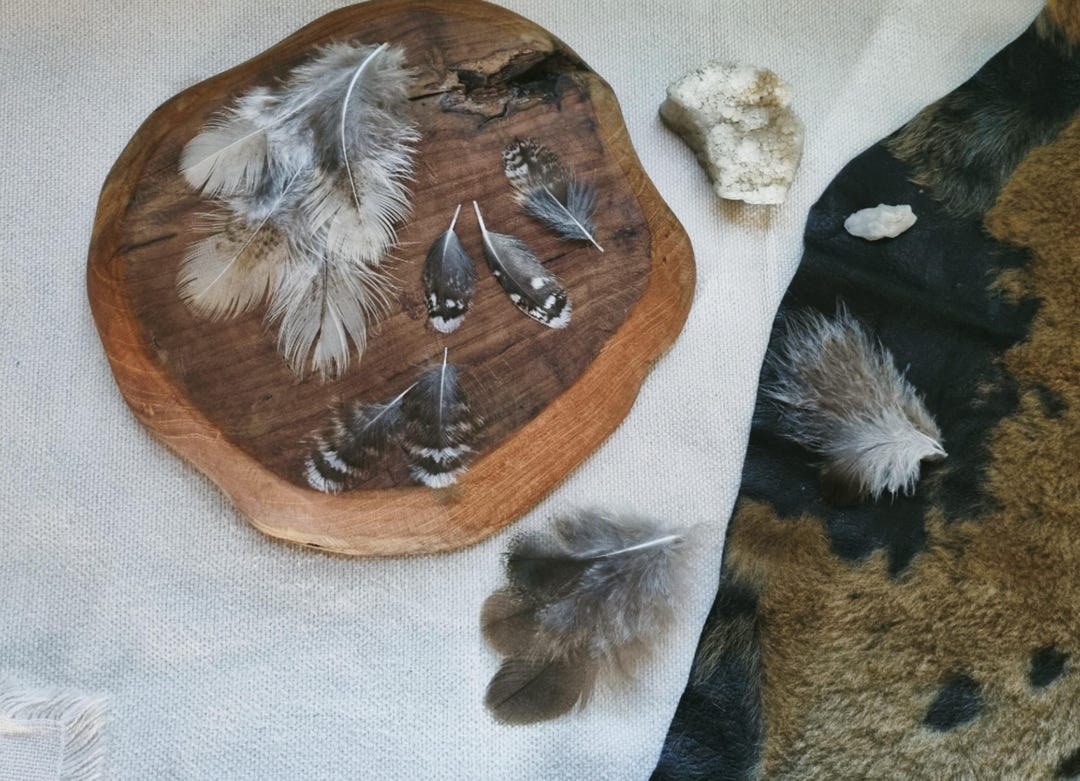 Feather Set, Natural Molt 14 Owl Body Feathers Ethically Sourced ...