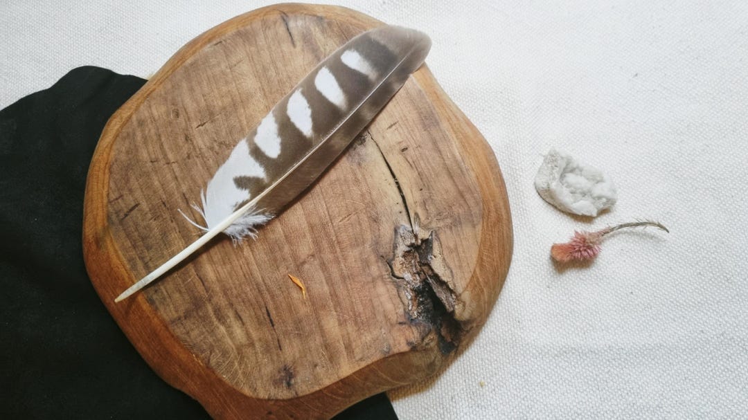 Rare Wing Feather, Natural Molt Barking Owl Feather Ethically Sourced ...