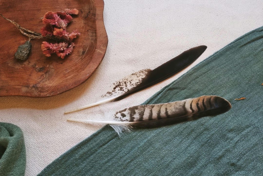 Feather Set, Natural Molt Bird of Prey Feathers Ethically Sourced ...