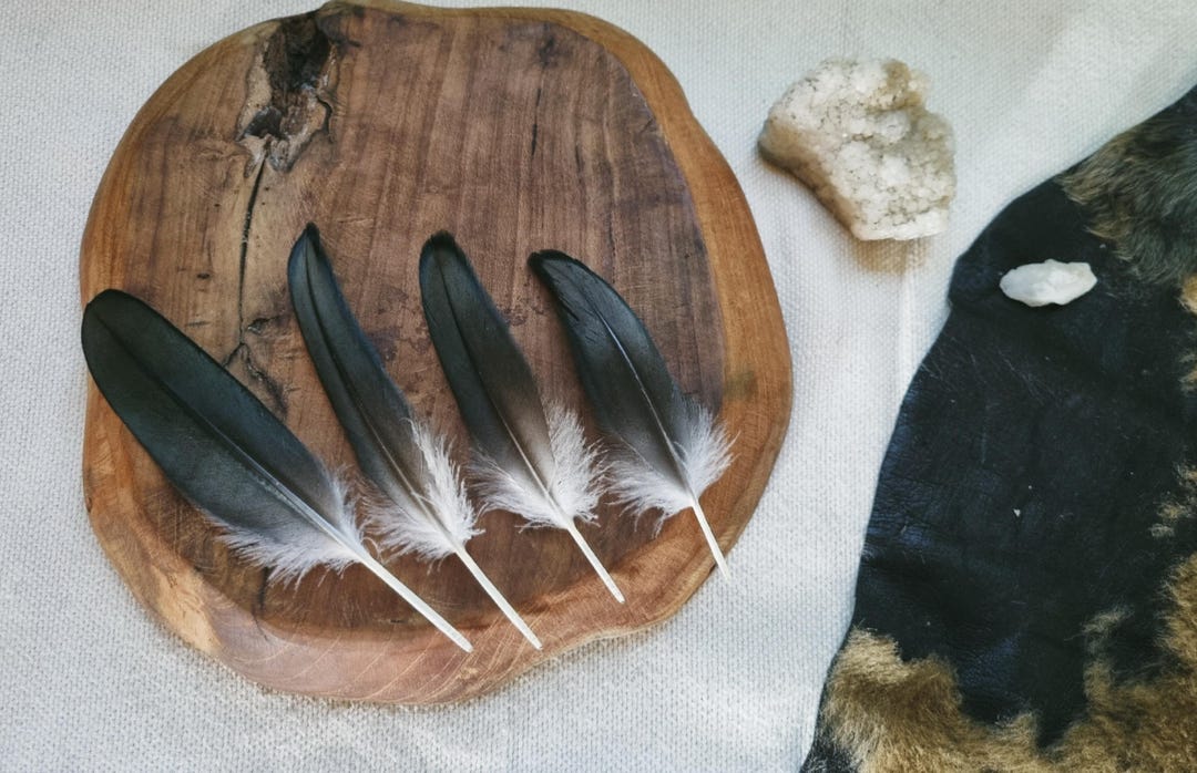 Rare Feather Set, Black Iridescent Craft Feathers, Natural Molt ...