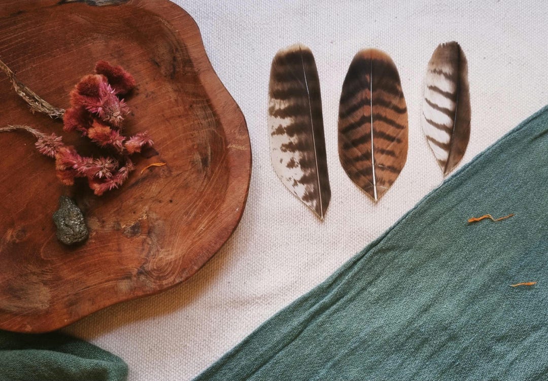 Imperfect Feather Set, Bird of Prey Feathers, Buzzard and Red Kite ...