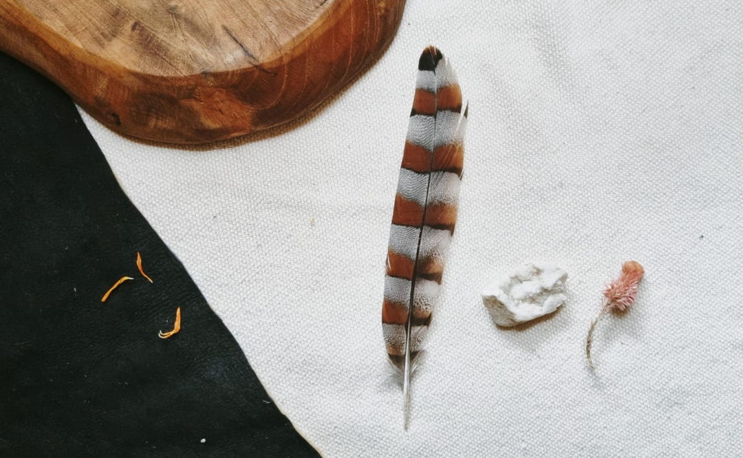 Elliot's Pheasant, Rare Tail Feather, Natural Molt Feather Ethically ...