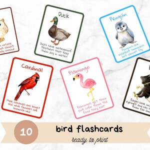 Bird Educational Flashcards With Fun Facts – Printable Montessori ...
