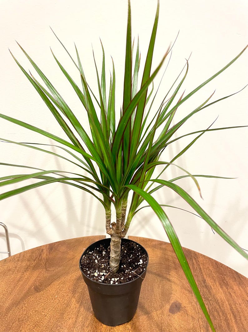 Dragon Tree, Madagascar Dragonplant, Dracaena Marginata Hort in 4 in ...