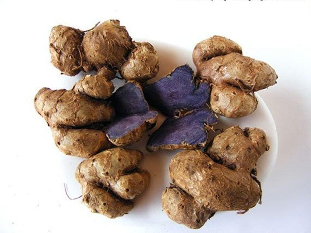 Black Ginger Bulbs (kaempferia Parviflora): Thai Herb for Planting 150 ...