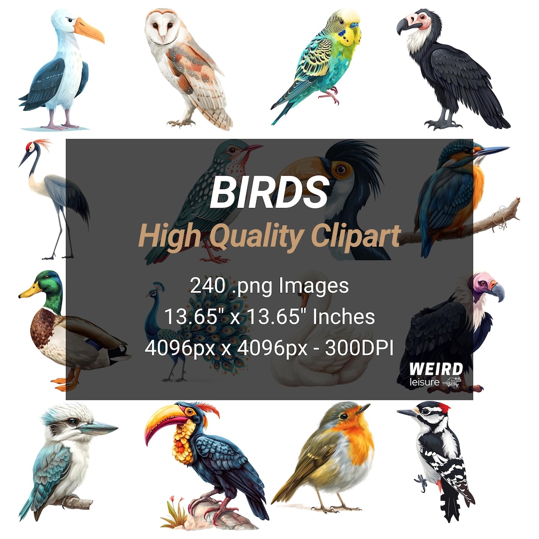 240 Birds Clipart, High Quality Transparent PNG, Instant Download ...