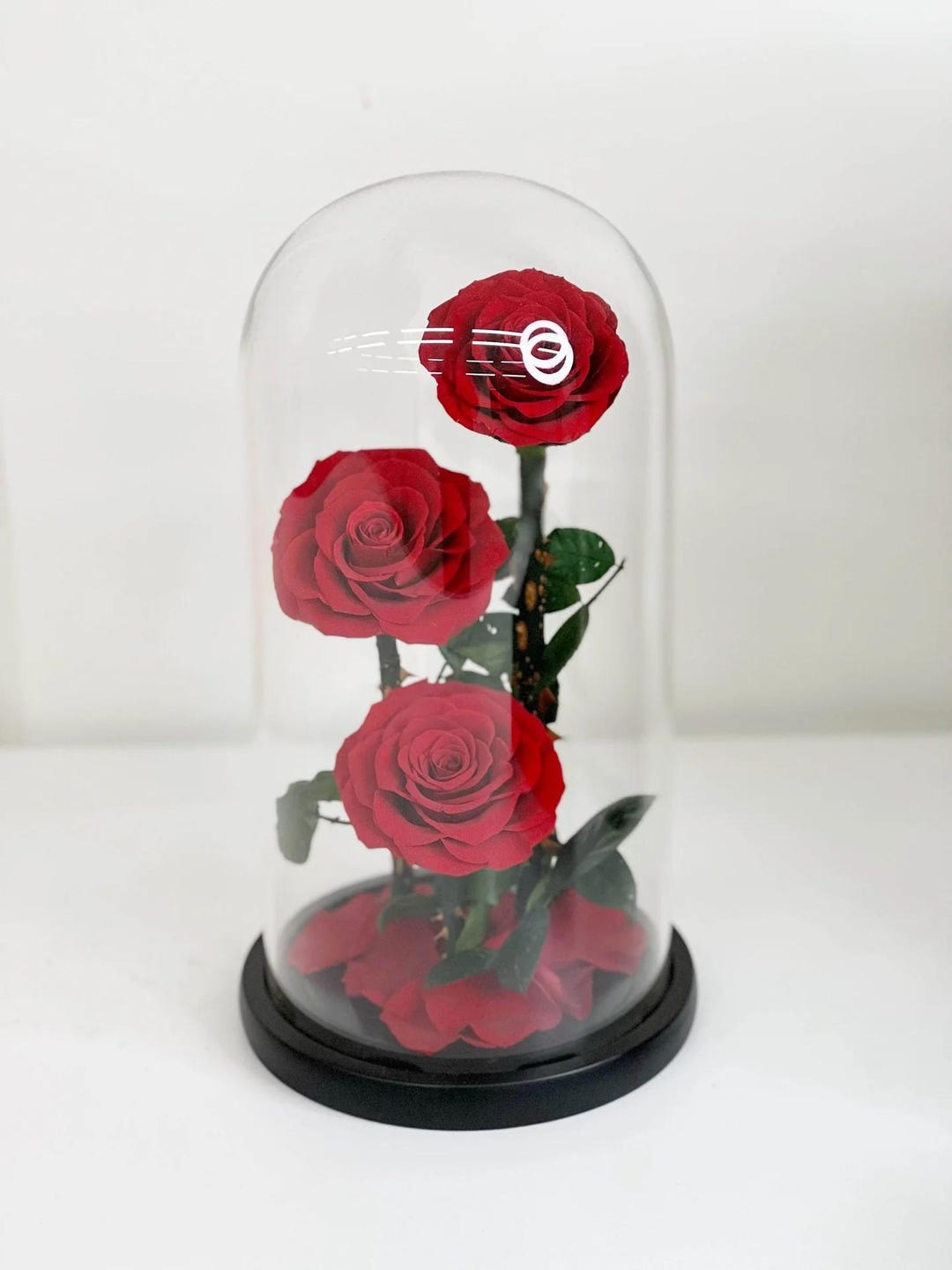Everlasting Preserved Real Roses in Glass Dome (red) - Etsy