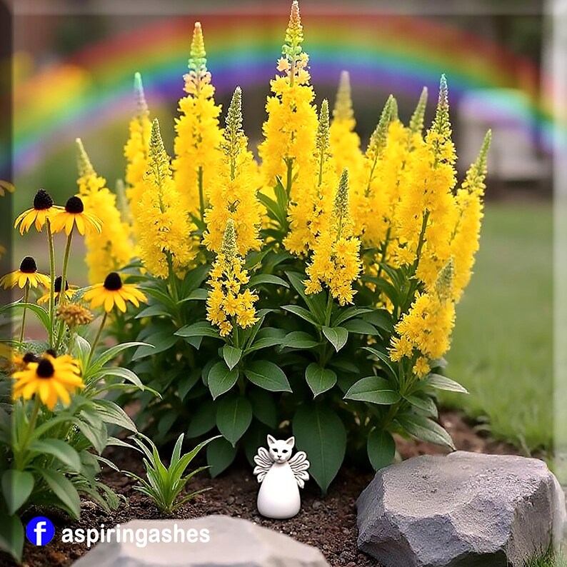 Rainbow Bridge Pet Memorial Kit: Biodegradable Ashes Burial With ...