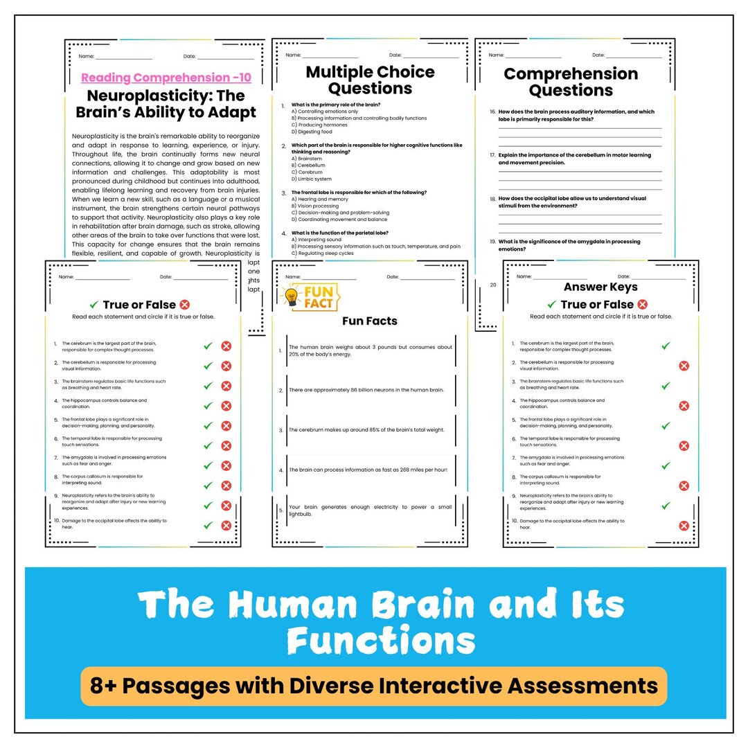 The Human Brain and Its Functions - Comprehensive Science Worksheet ...