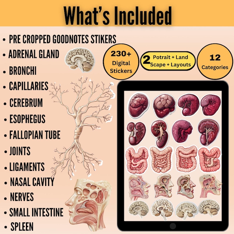 Medical Anatomy Stickers: Nurse & Medical Student Goodnotes (PNG ...