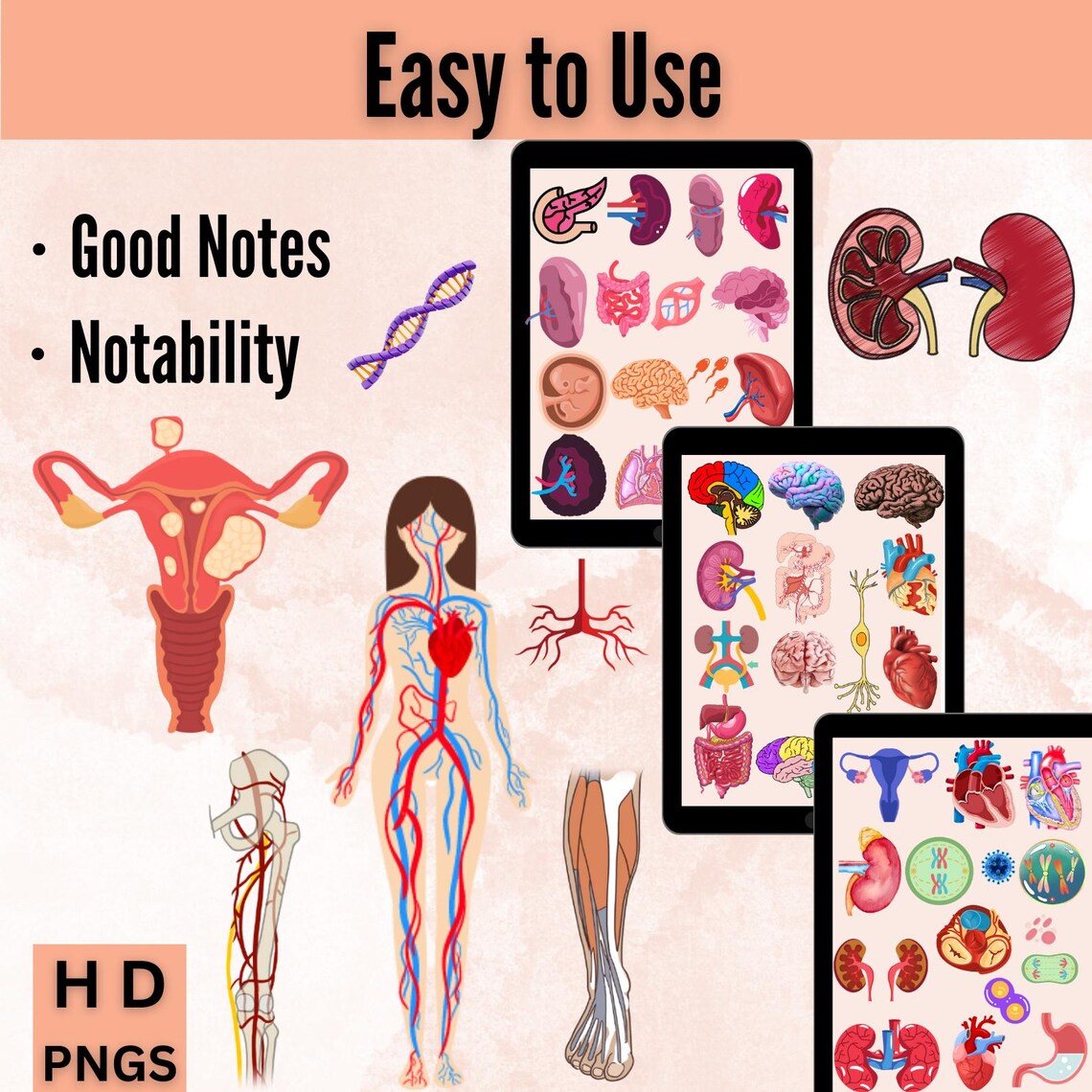 6000+ Biology Anatomy Digital Stickers for Goodnotes, Medical Student ...